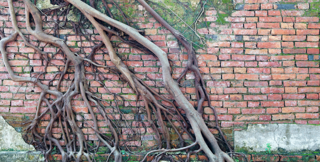 Overzealous tree root subsidence claim found to have no ground - Davies